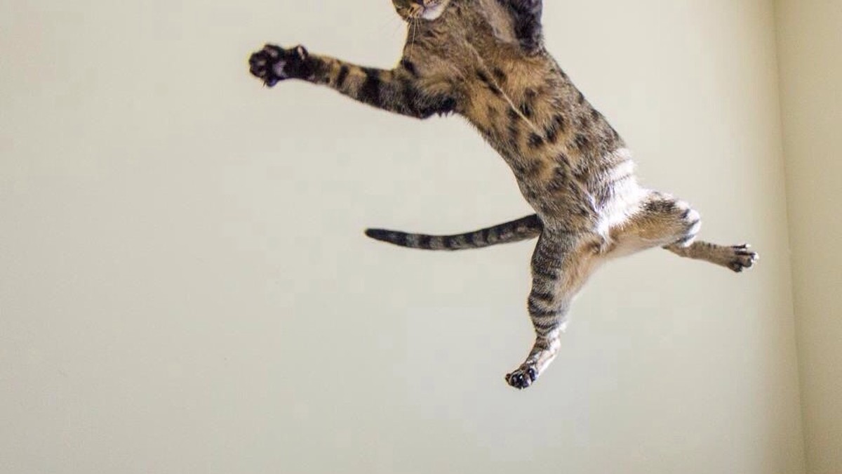 10 äusserst lustige Sprung-Fails von Katzen im Alltag