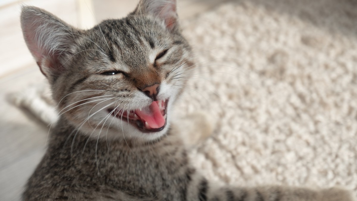 Spass: 9 lustige Katzenwitze, die dich garantiert zum Lachen bringen