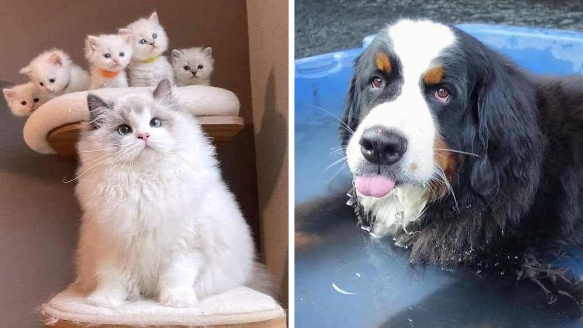 Diese 27 lustigen Tierbilder hast du dir heute verdient